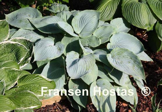 Hosta Bedford Blue - Fransen Hostas